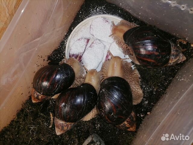 Улитки ахатины иммакулята