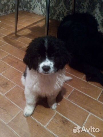 Щенки ньюфаундленда