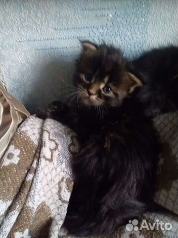 Помесь шотландской вислоухой и майкуна