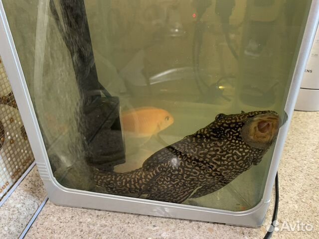 Анцитрус и цихлида