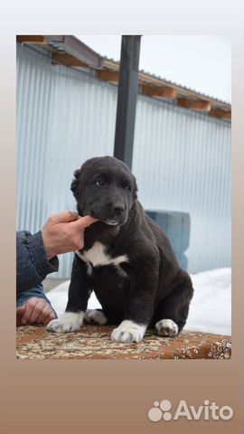 Продаются щенки сао (алабай)