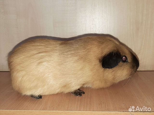 Отдам морскую свинку в добрые руки