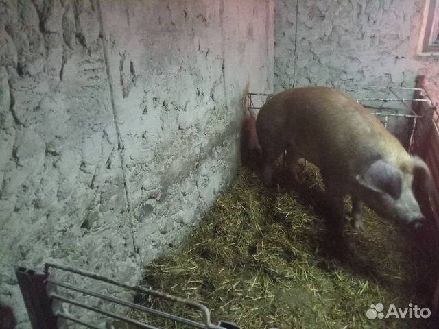 Свиноматка