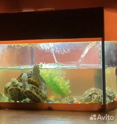 Черепаха с аквариумом