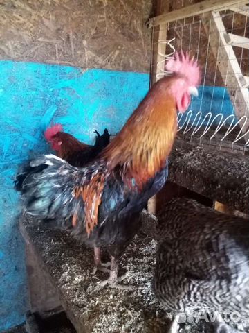 Плимутрок и маран черно-медный