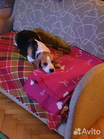 Бигль девочка