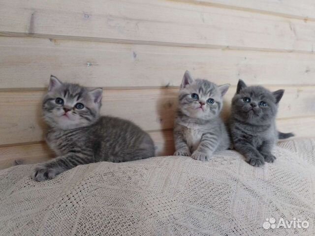 Шотландские котята