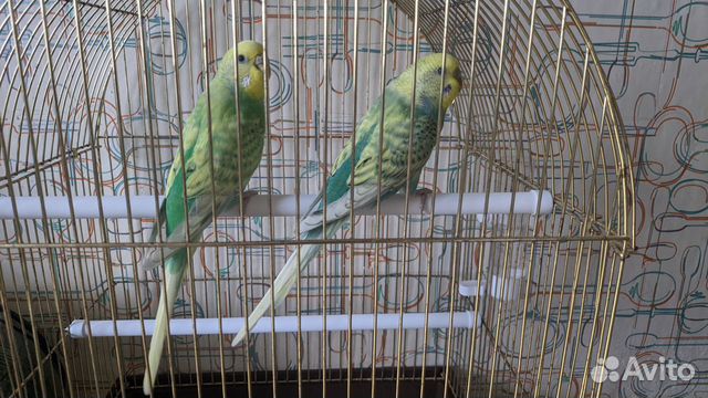 Продается большая клетка с двумя попугаями