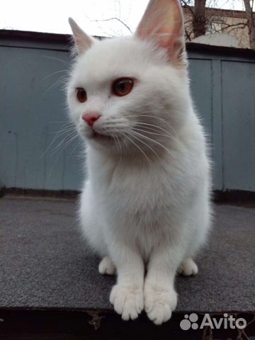 Котёнок