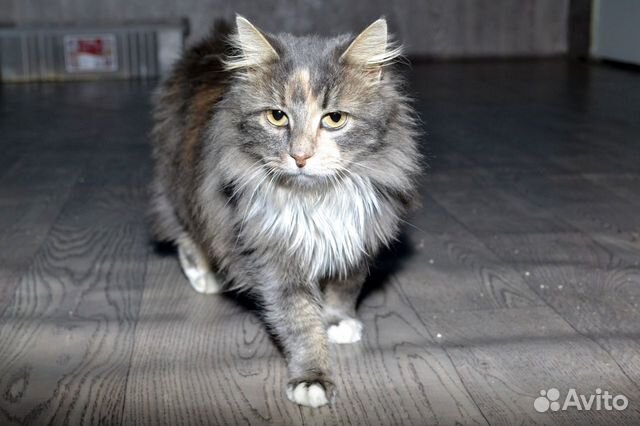 Тиффани ищет дом