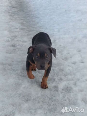 Великолепный щенок американский булли