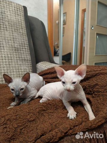 Канадский сфинкс