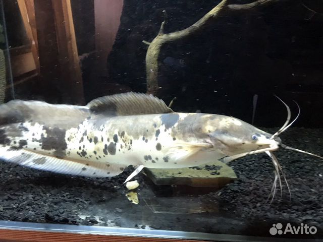 Ангольский сом Клариус