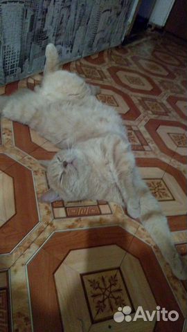 Кот