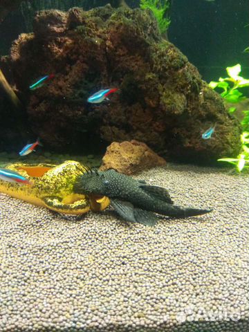 Отдам сомика