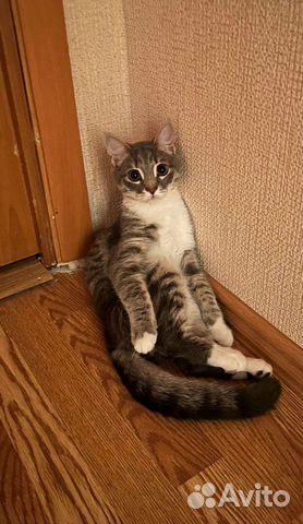Кот