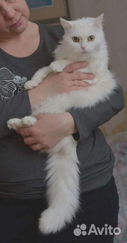 Беляночка в поисках семьи