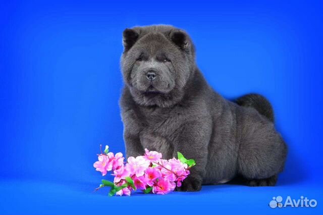Чау-чау голубой малыш