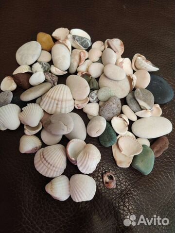 Ракушка и камушки в аквариум