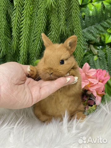 Супер мини кролик