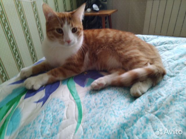 Рыжий красавец в дар 6 мес