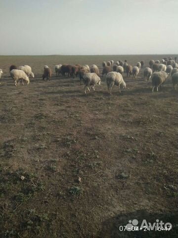 Овцы матки с откорма
