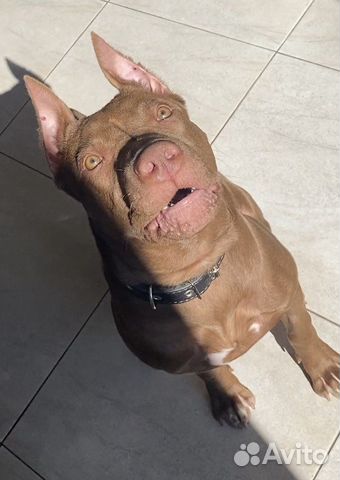 Игрывый щенок питбуля, дата рождения 23.09.21 (5 м