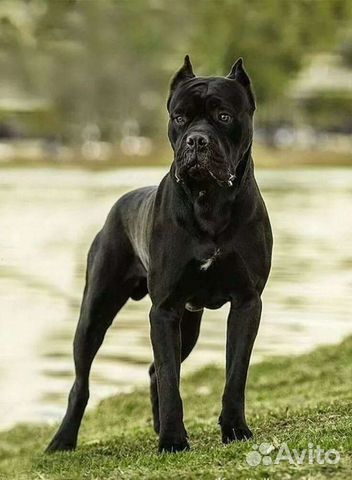 Щенки кане Корсо