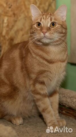 Котик 2 года мягкий животик, в добрые руки