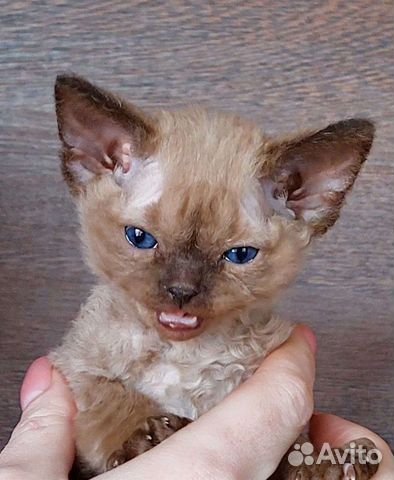 Девон-рекс котята к резерву