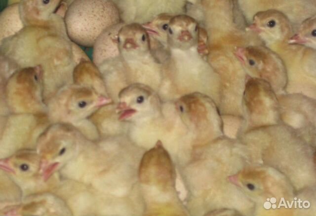 Индюшата суточные