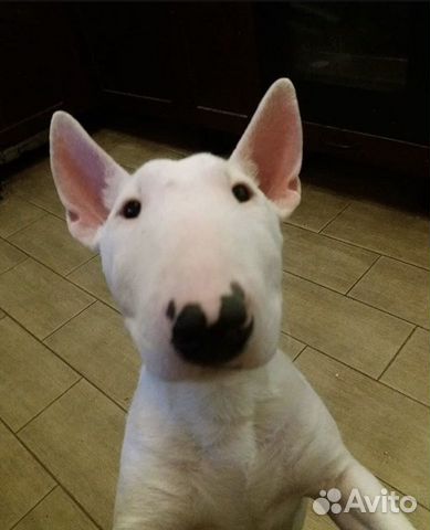 Собака в добрые руки щенок