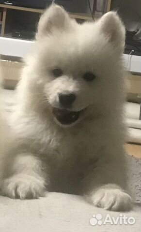 Самоедская лайка