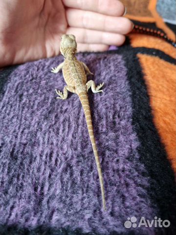 Бородатая агама