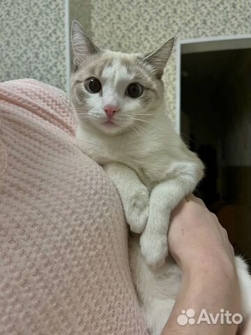 Кот