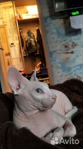 Канадский сфинкс вязка