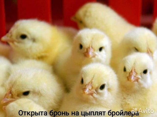 Цыплята суточные бройлер и цветной бройлер