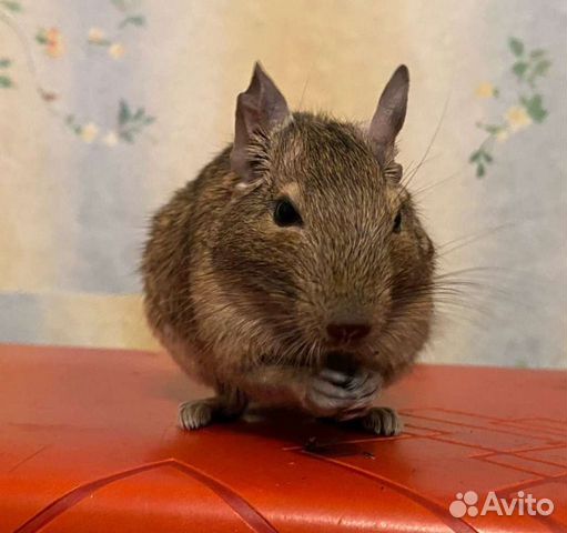 Чилийская белка дегу