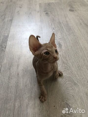 Донской сфинкс