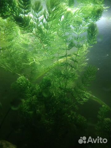 Водоросли роголистник