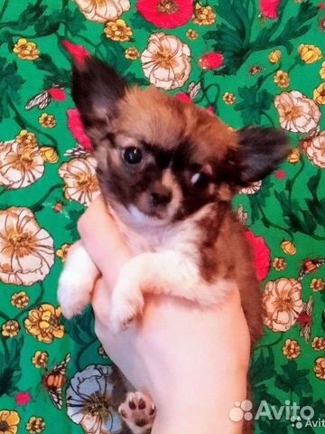 Чихуахуа мини девочка Коби тип бейби фейс щенок