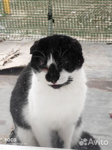 Отдаю вислоухую кошку