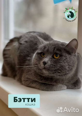 Котодети из приюта ищут своих родителей