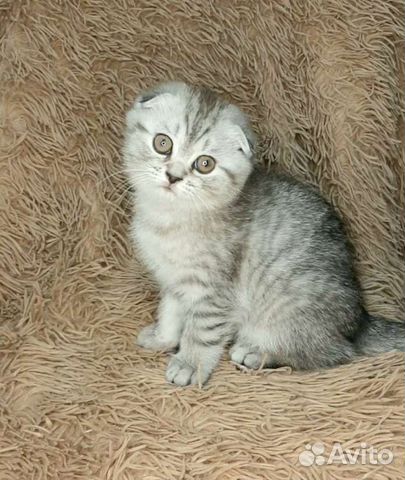 Шотландская вислоухая кошка
