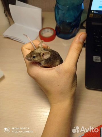 Мыши декоративные