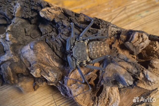 Фрин(Phrynus Marginemaculatus)