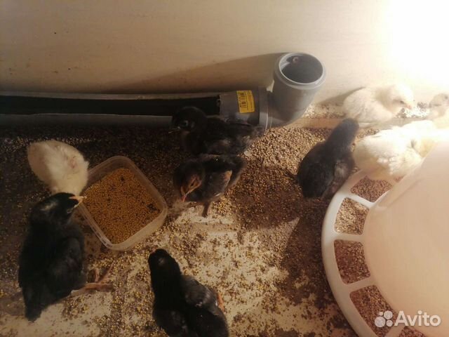 Цеплята недельные