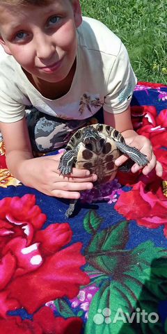 Черепаха водяная