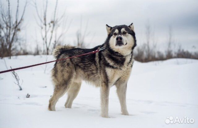Маламута в добрые руки