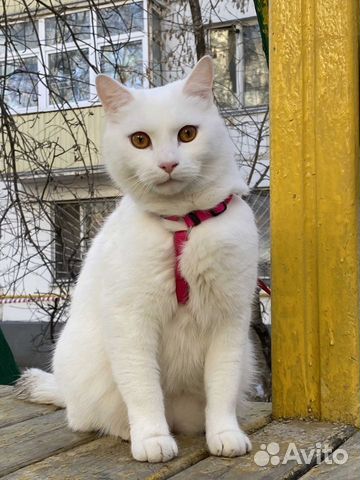 Као мани или метис